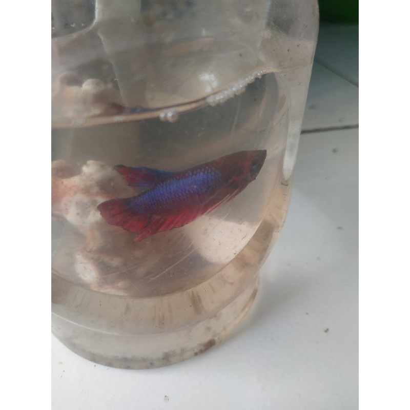 Jual cupang Avatar male | Shopee Indonesia