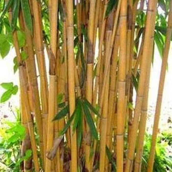Jual Bambu kuning penangkal setan belek | Shopee Indonesia