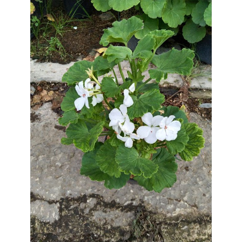 Jual Geranium tegak bunga putih (pelargonium zonale white flower ...