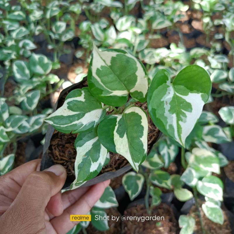 Jual Sirih belanda tanaman hias | Shopee Indonesia