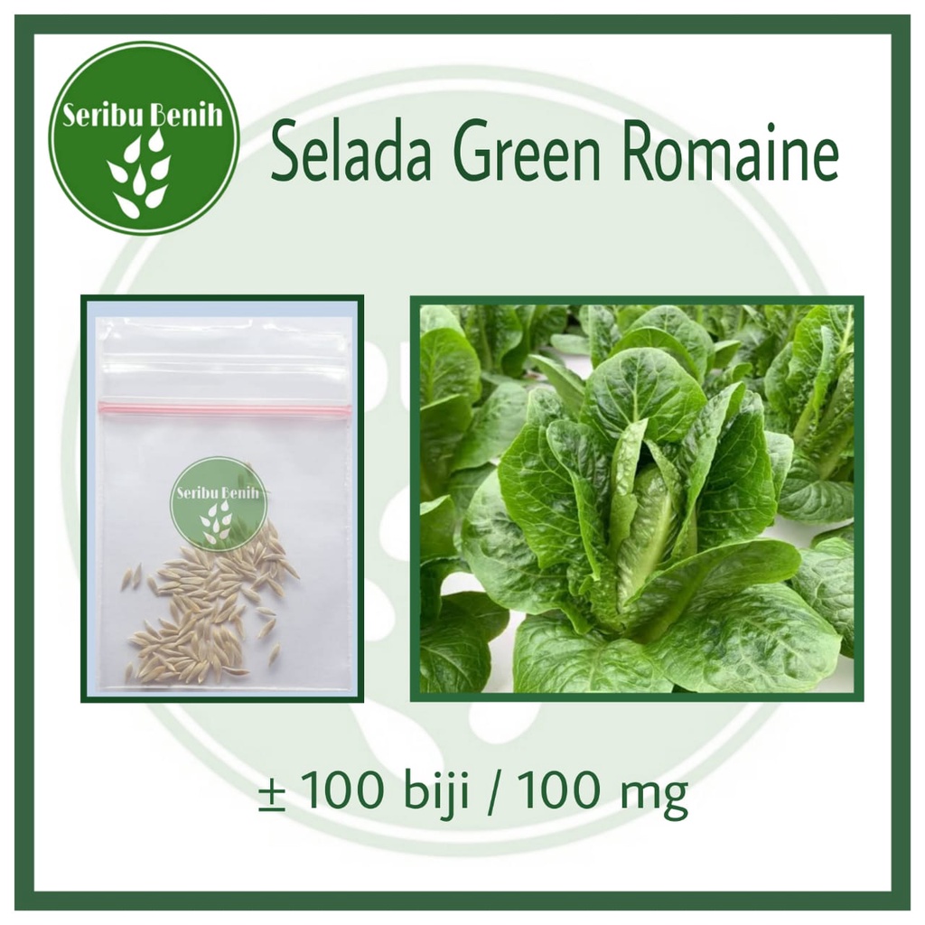Jual 100 Benih Selada Green Romaine - Bibit Sayuran Lettuce Romain Hijau Letuce Known You Seed ...