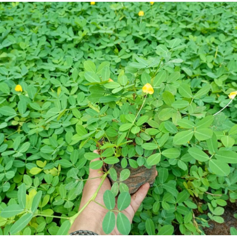 Jual tanaman rambat kacang kacangan bunga kuning | Shopee Indonesia