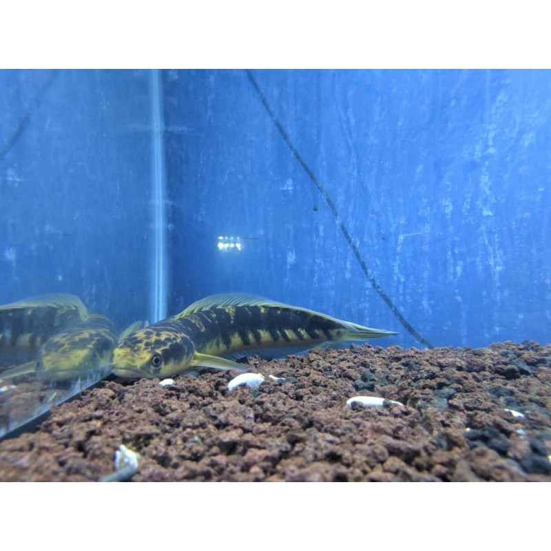 Jual CHANNA MARU YELLOW SENTARUM SIZE 7-8 CM | Shopee Indonesia