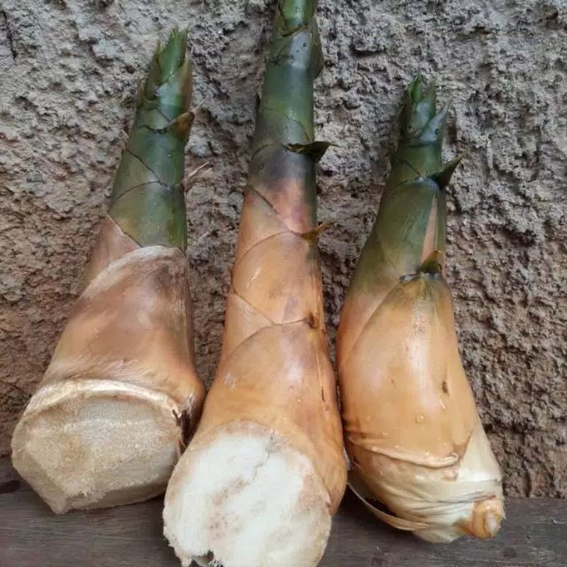 Jual Rebung Bambu Kuning Asli 1 Kg Rebung Herbal Kaya Mangpat | Shopee ...