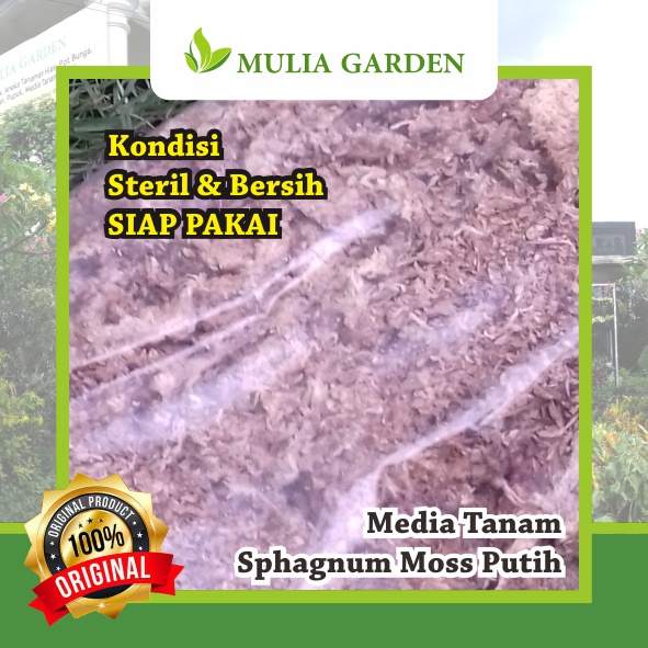 Jual "SPHAGNUM MOSS" Putih Kering Siap Pakai Kemasan Plastik 50gr ...