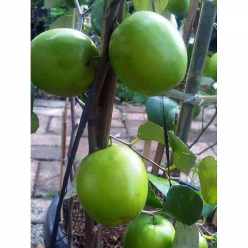 Jual Apel Futsa // bibit apel futsa india original cepat berbuah ...