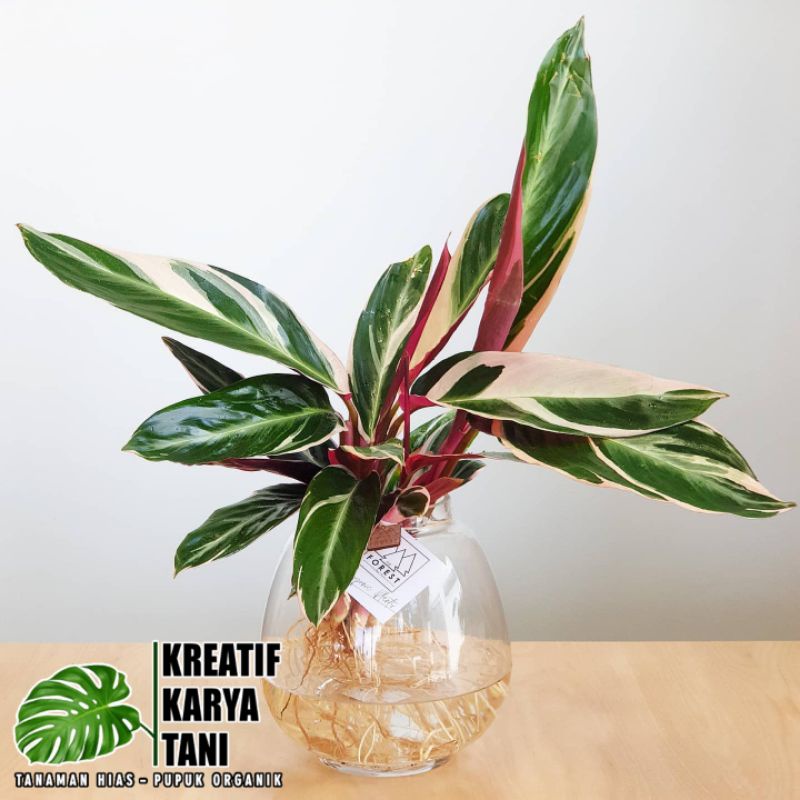 Jual BISA COD Tanaman media air calathea meranti bali - Tanaman yang ...