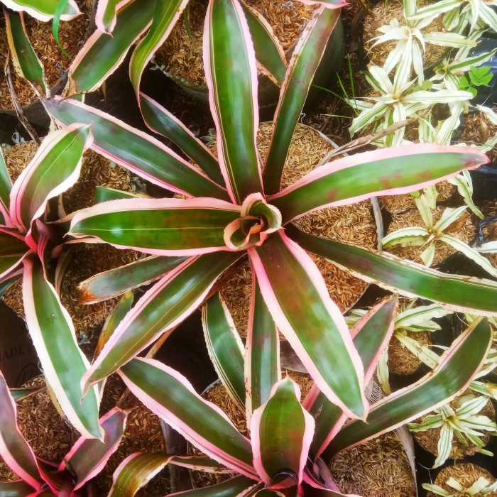 Jual Bromelia Neoregelia Besar | Shopee Indonesia