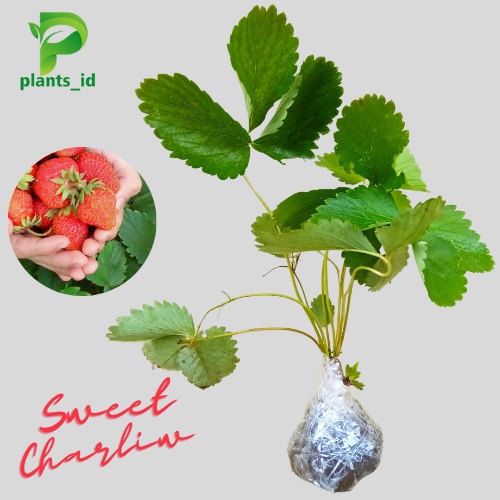 Jual Bibit Strawberry Sweet Charlie Tanaman Strawberry Unggul Jenis ...