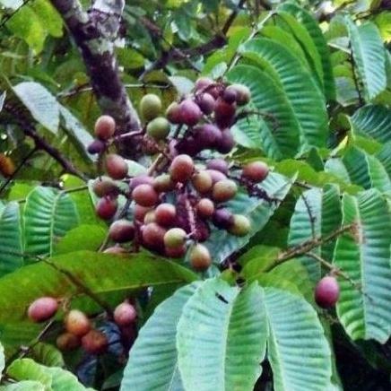 Jual Tanaman bibit buah matoa | Shopee Indonesia