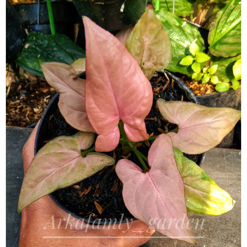 Jual Syngonium pink robusta/Tanaman hias daun | Shopee Indonesia