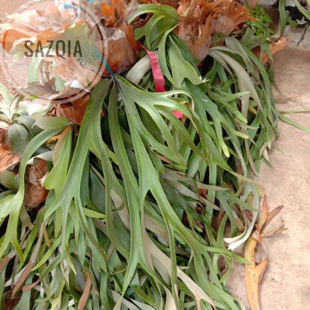 Jual Tanaman hias simbar menjangan /tanduk rusa) | Shopee Indonesia