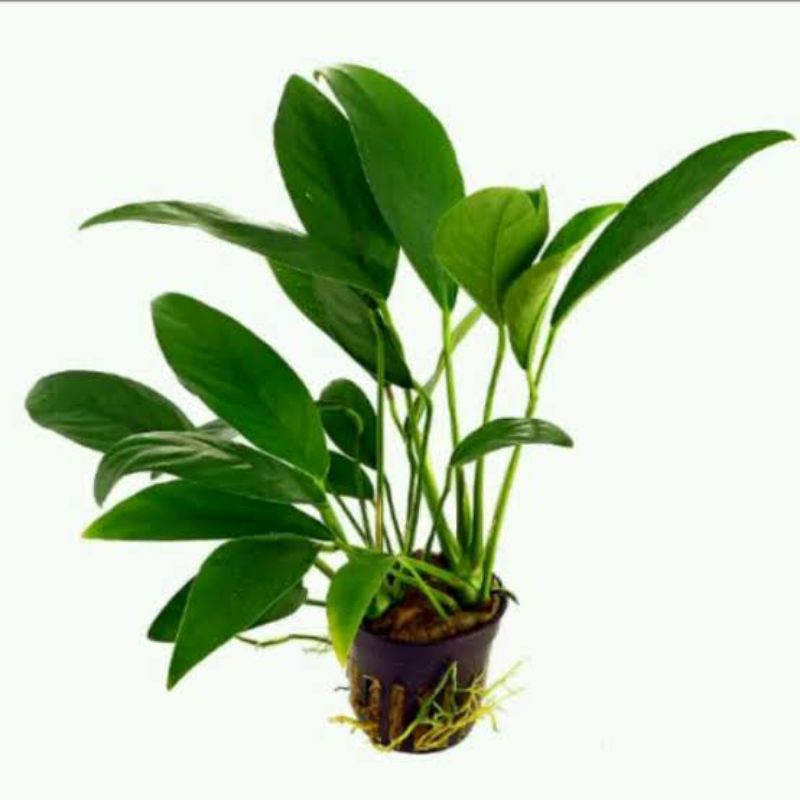 Jual Anubias sp - Tanaman Aquascape | Shopee Indonesia