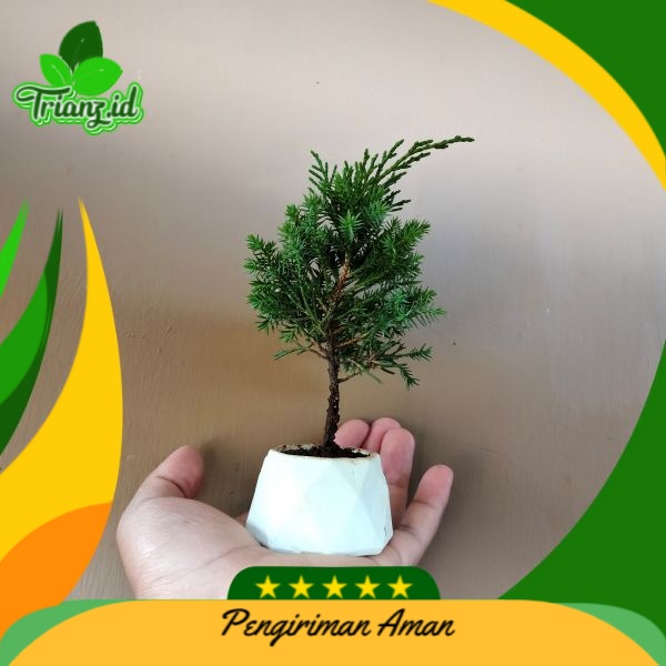 Jual cemara pua pua/cemara juniper/ cemara lilin hijau | Shopee Indonesia