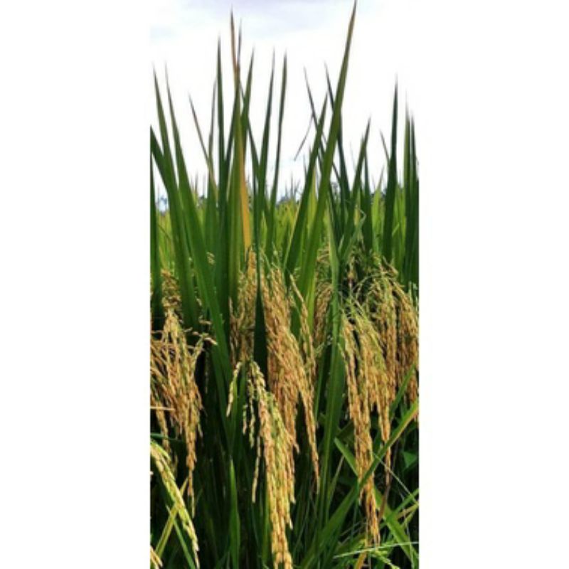 Jual MR323 mr 323 benih padi 5kg | Shopee Indonesia