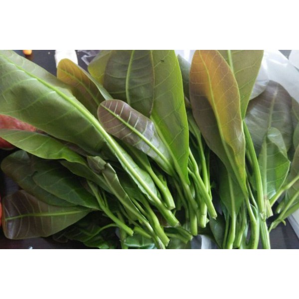 Jual Daun jambu monyet / Daun Kacang Mede /ikat | Shopee Indonesia