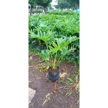 Jual jual pohon philo dendron | Shopee Indonesia