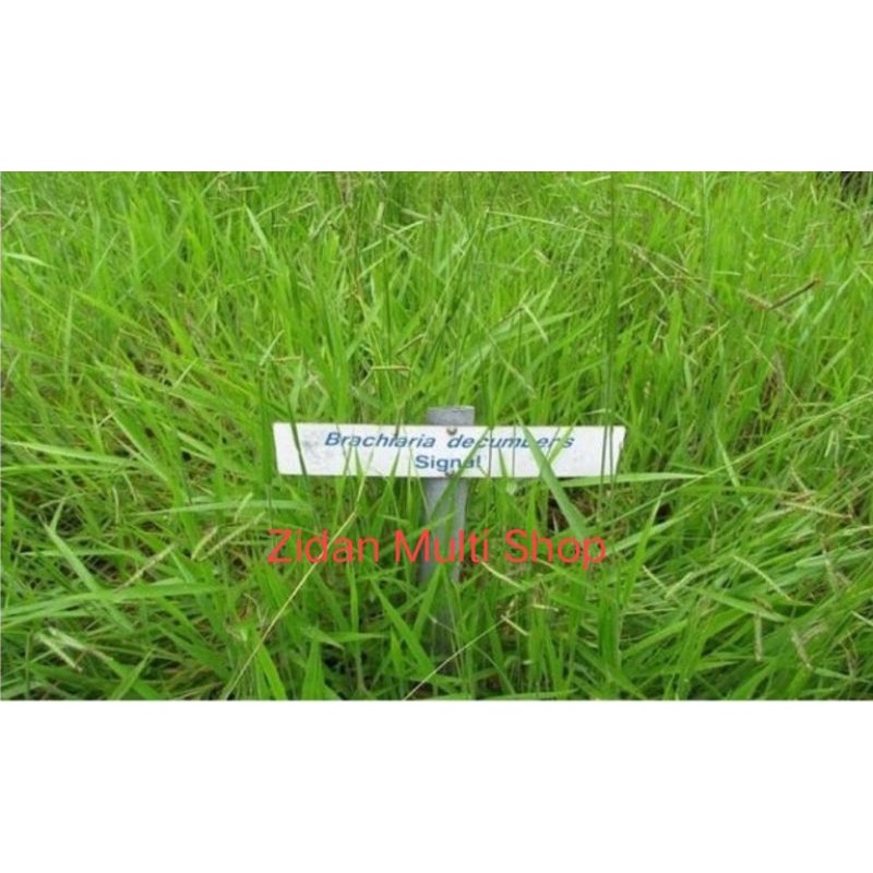 Jual Benih Biji Rumput BRACHIARIA DECUMBENS atau BEDE/ SIGNAL GRES ...