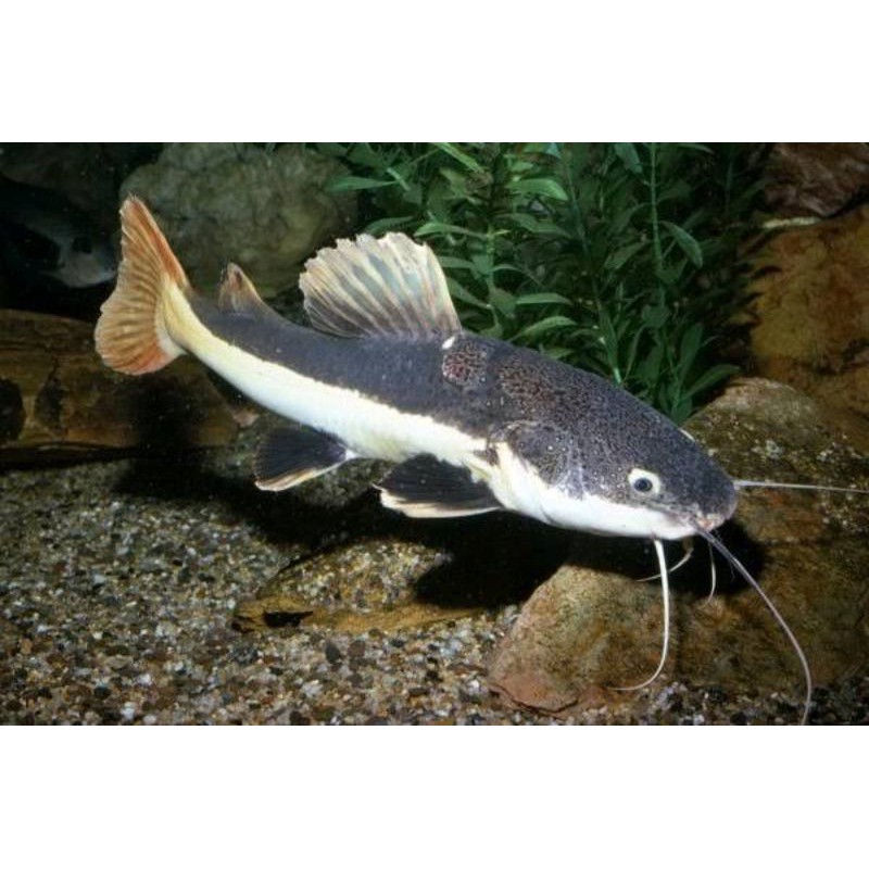 Jual ikan RTC catfish | Shopee Indonesia