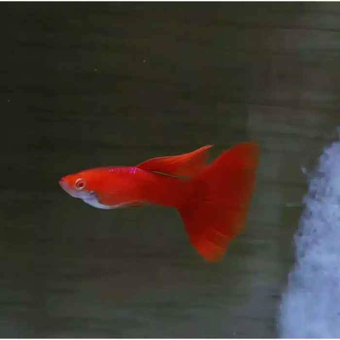 Jual ikan hias Guppy albino full red (afr) | Shopee Indonesia