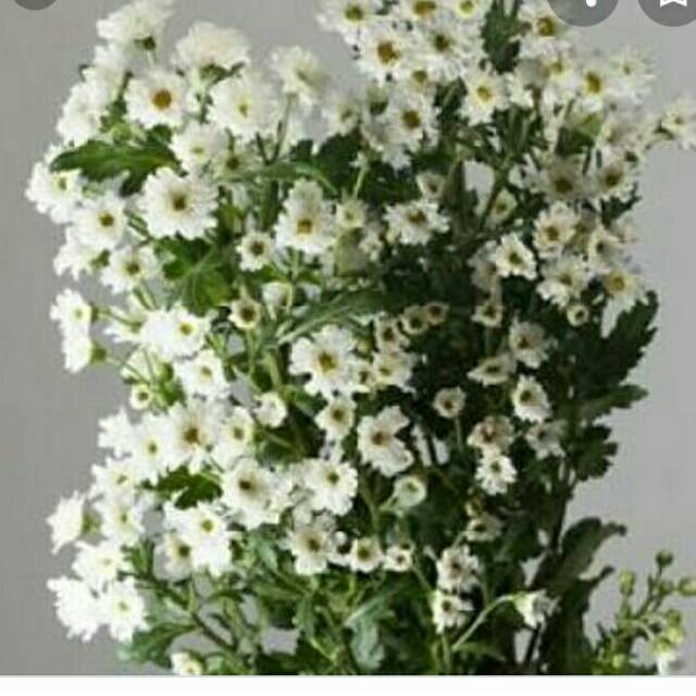 Jual Bunga pikok putih 1 ikat | Shopee Indonesia