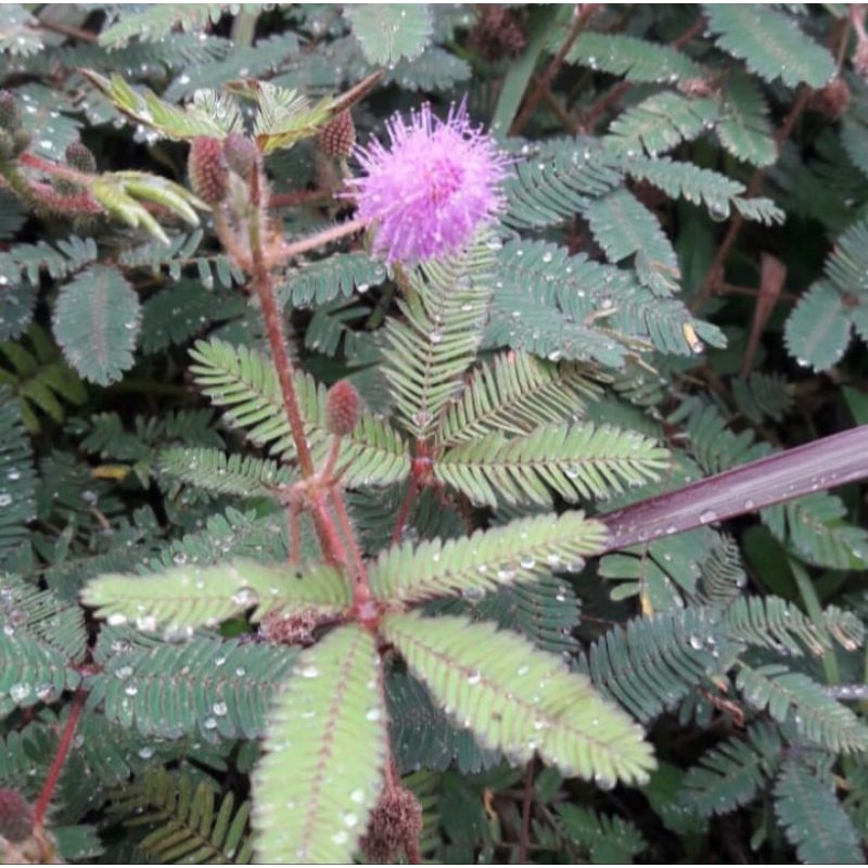 Jual daun putri malu segar 500 gram | Shopee Indonesia