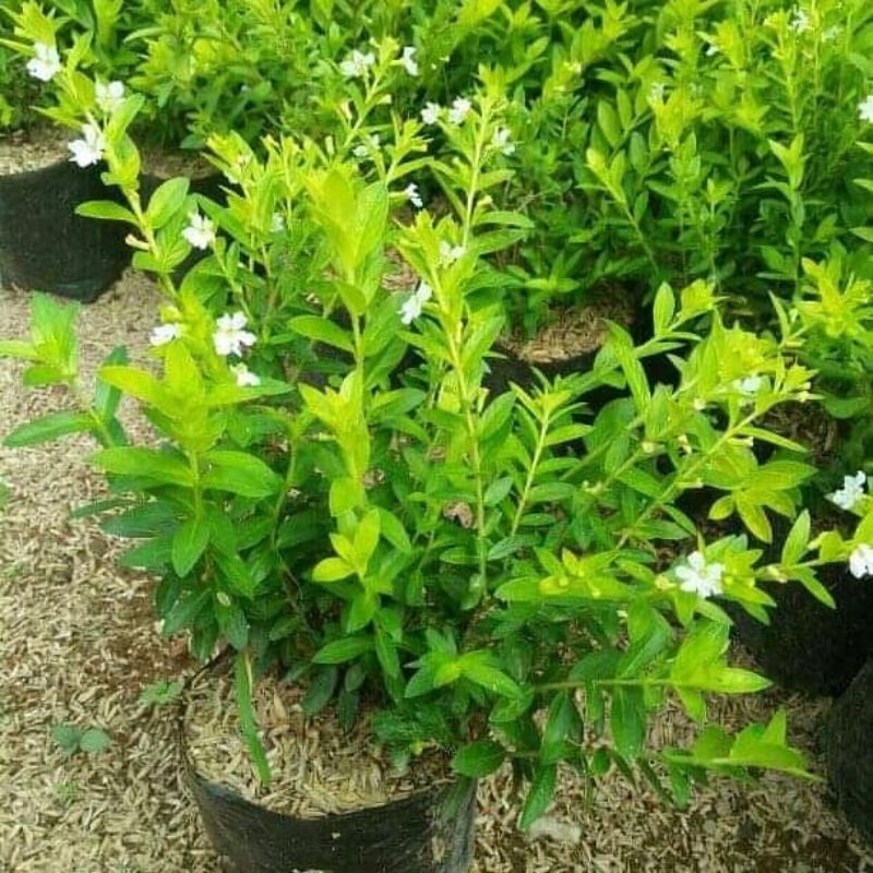 Jual Tanaman Taiwan beauty bunga putih - tanaman hias - tanaman Taiwan ...