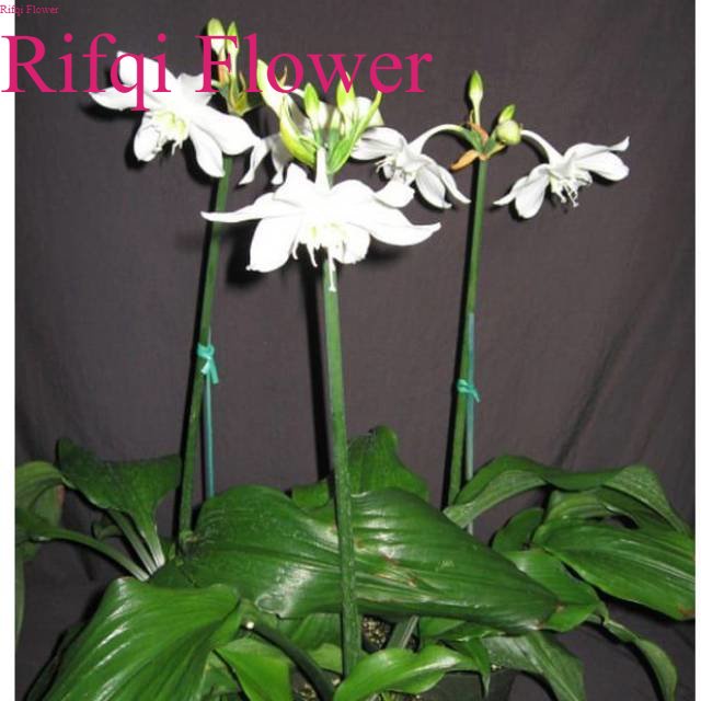 Jual Tanaman Hidup Lili Amazone# Bunga Putih# Eucharis grandiflora ...