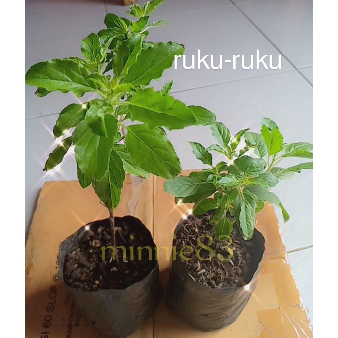 Jual bibit daun ruku-ruku segar thulsi 20-25cm | Shopee Indonesia