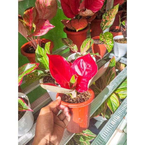 Jual Aglaonema Suksom Jaipong Daun Mangkok 5 Daun | Shopee Indonesia