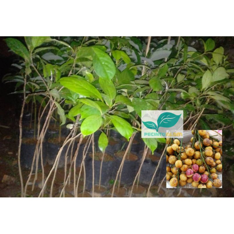 Jual Bibit pohon menteng jumbo / Tanaman buah menteng jumbo | Shopee ...