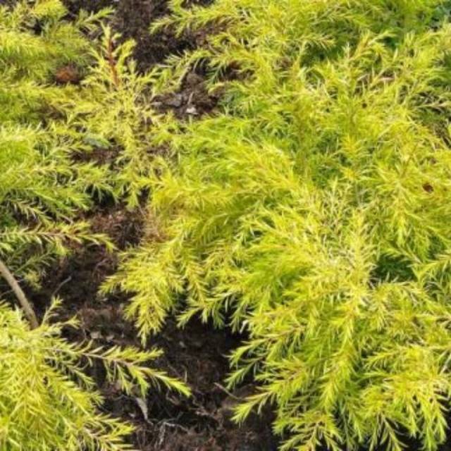 Jual [JM_Garden] Moleka / Cemara Pucuk Kuning (Malelueca Bracteata ...