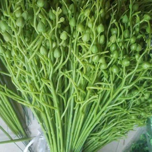 Jual tangkai anggrek penthol kawat batang anggrek penthol | Shopee ...