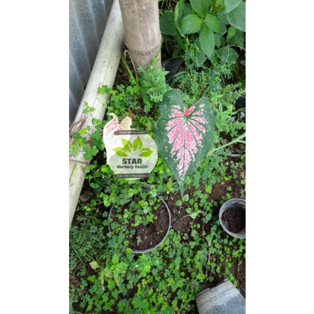 Jual Caladium wayang/ bunga caladium wayang/ tanaman hias hidup ...