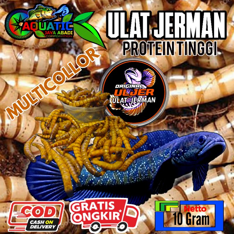 Jual Ulat Jerman Kering Original Pakan Ikan Channa kura gecko | Shopee ...