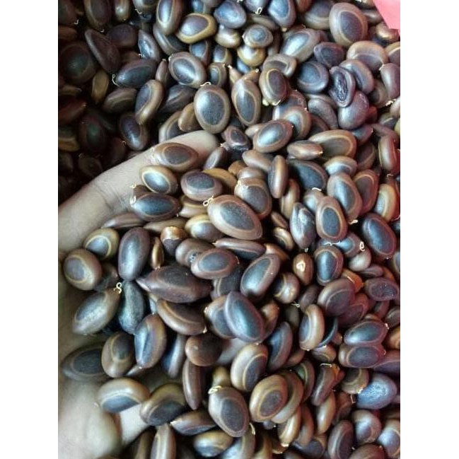 Jual f6l paket 5 ons benih biji pohon sengon buto | Shopee Indonesia