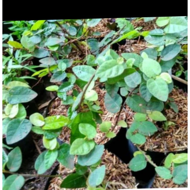 Jual tanaman hias dolar tanaman rambat | Shopee Indonesia