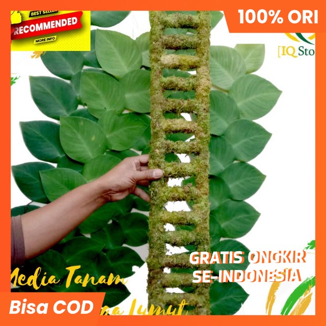 Jual Turus Tangga Pipa Lumut 100 cm Tiang Penyangga Tanaman Rambat ...