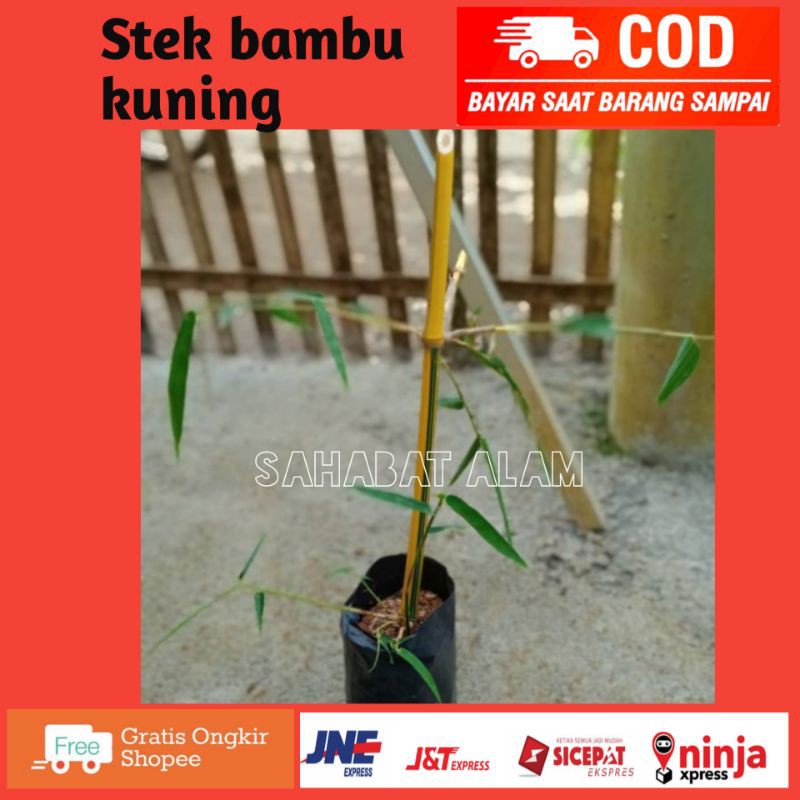 Jual Stek bambu kuning berkualitas(murah) I tanaman/hiasa taman/rumah ...