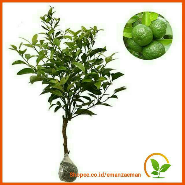 Jual Pohon Jeruk Limau Limo/ Tanaman Jeruk Sambel | Shopee Indonesia