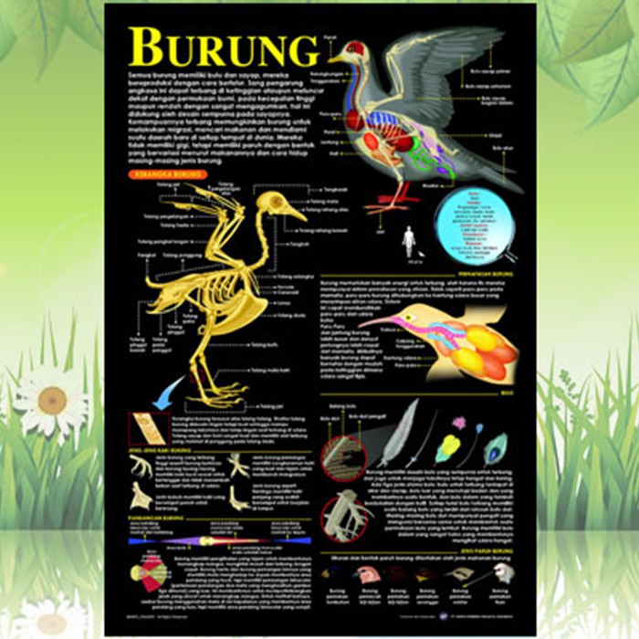 Jual Poster Anatomi Hewan ( Burung ) | Shopee Indonesia