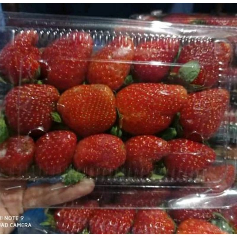 Jual BUAH STRAWBERRY MERAH SUPER FRESH 1 PACK | Shopee Indonesia