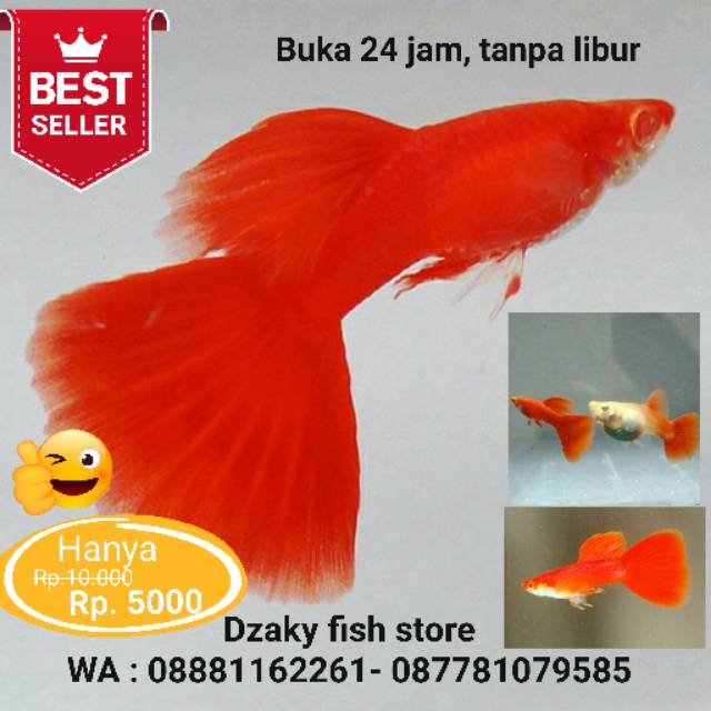 Jual Ikan hias air tawar Guppy AFR, super red, albino full red, gapi ...