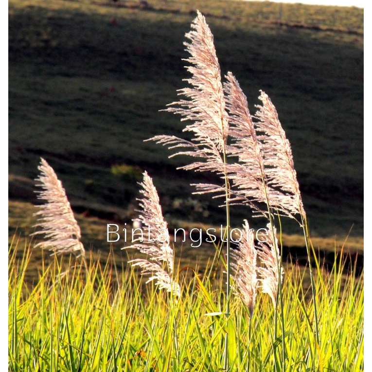 Jual Bunga tebu gajah hiasan dinding isi 5 tangkai prikat | Shopee ...