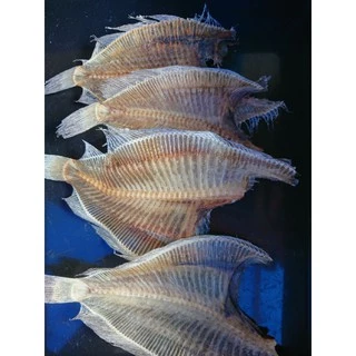 Jual Ikan Pihi Terlengkap & Harga Terbaru Agustus 2024 | Shopee Indonesia