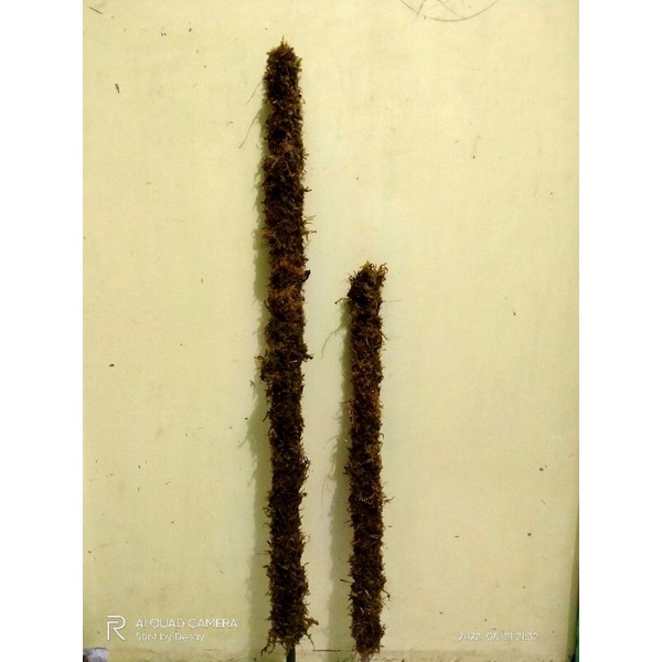 Jual Turus lumut 80cm | Shopee Indonesia