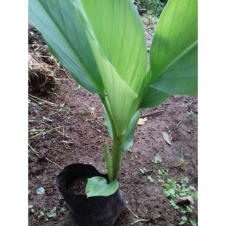 Jual pohon temu kunci Harga Terbaik & Termurah Maret 2025 | Shopee ...