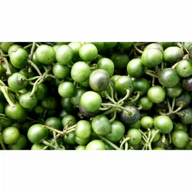 Jual Puri Segar Shop, SAYUR LEUNCA 250 GRAM | Shopee Indonesia