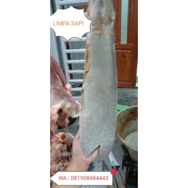 Jual LIMFA SAPI LOKAL | Shopee Indonesia