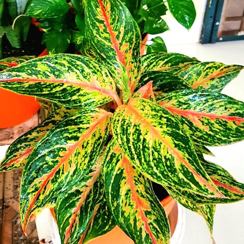 Jual Aglonema Esmeralda / bibit bunga / bunga hidup / tanaman / tanaman ... Jual Aglonema Esmeralda / bibit bunga / bunga hidup / tanaman / tanaman ...